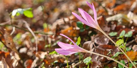 The Syslog Ng Insider 2024 12 Freebsd Audit 481 Conferences Blog