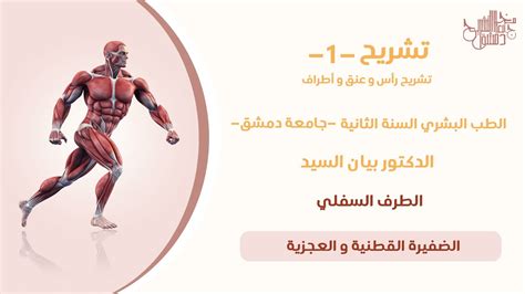 تشريح 1 الضفيرة القطنية العجزية وأعصاب الطرف السفلي دبيان السيد