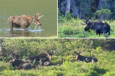 Colorado Has One Of The Fastest Growing Moose Populations In U S