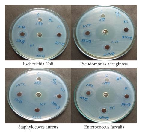 Zone Of Inhibition Against Gram Positive And Gram Negative Bacteria In