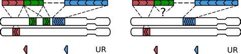 Parsing Alignments Into Pairs — Pairsamtools 001 Documentation