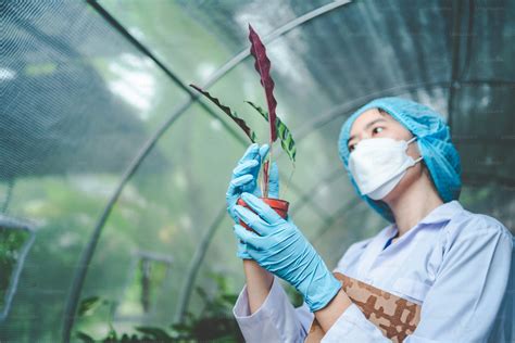 의학 실험실 온실에서 잎 식물의 농업에 대한 과학자 연구 대마 또는 허브 새싹 자연에 사는 농장 마약 식물학 과학과 산업을