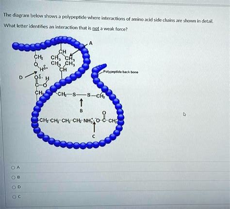 The Diagram Below Shows A Polypeptide Where Interactions Of Amino Acid Side Chains Are Shown In