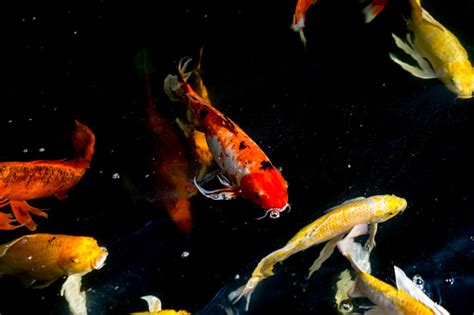 멋진 잉어 연못에서 수영 멋진 Carps 물고기 또는 잉어 연못에서 수영 수영과 공간의 움직임 노랑에 대한 스톡 사진 및 기타 이미지 Istock