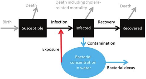 Basic Model Of Cholera Transmission Dynamics As Previously Published Download Scientific