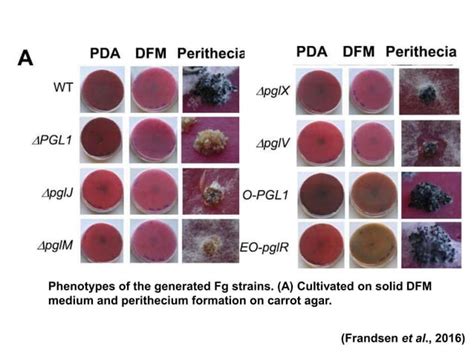 Functions Of Fungal Melanin Beyond Virulence Pptx Skin And Dermatology Diseases And Conditions