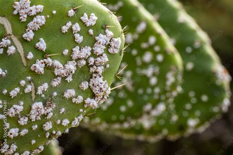 Foto De Waxy White Clusters Of Cochineal Insects Nymphs A Scale Insect Which Produces Carmine