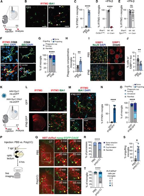 Type I Interferon Responsive Microglia Shape Cortical Development And Behavior Cell