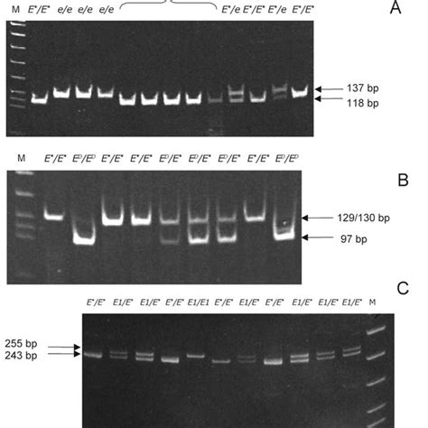 A Pcr Rflp Analysis With Mspi And B With Ssii C Pcr Aplp Analysis Download Scientific Diagram