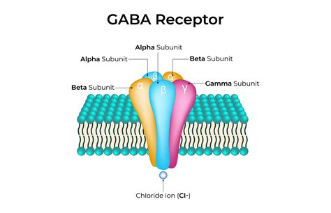 Gaba Receptor Structure Design Vector Graphic By As Ashik · Creative Fabrica