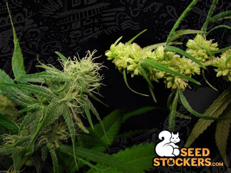 Tips On Sexing Cannabis Weedstockers