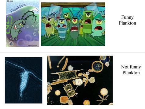 Protists Protists Are Eukaryotes And Thus Are Much More Complex Than The Prokaryotes The First