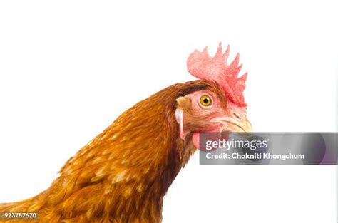 Cock Close Up Photos And Premium High Res Pictures Getty Images
