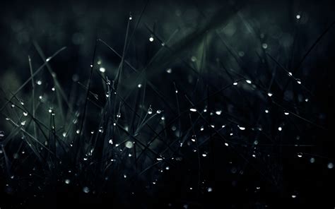 Grass Wet Wallpapers Hd Desktop And Mobile Backgrounds