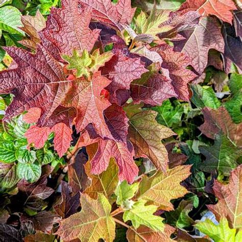Oak Leaf Hydrangea Hydrangea Quercifolia Calendula Farm And Nursery