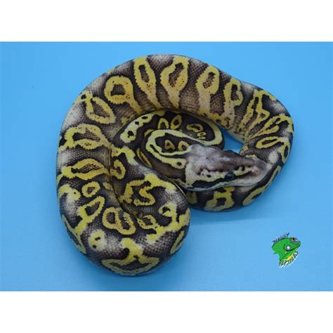 Super Pastel Yellow Bellied Ball Python Hatchling Strictly Reptiles