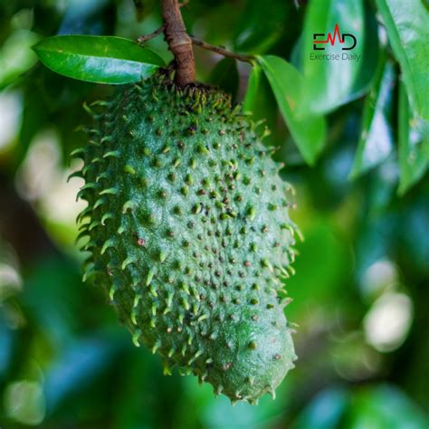 Health Benefits Of Soursop Leaves