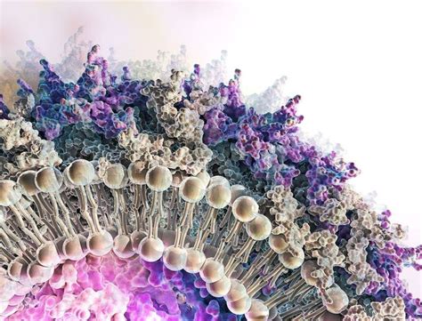 Plant Root Science RootScientists Twitter Plant Roots Root Science Root