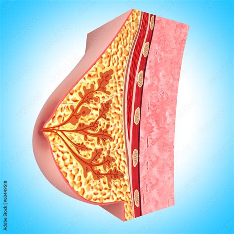 Anatomy Of Female Breast Stock Illustration Adobe Stock