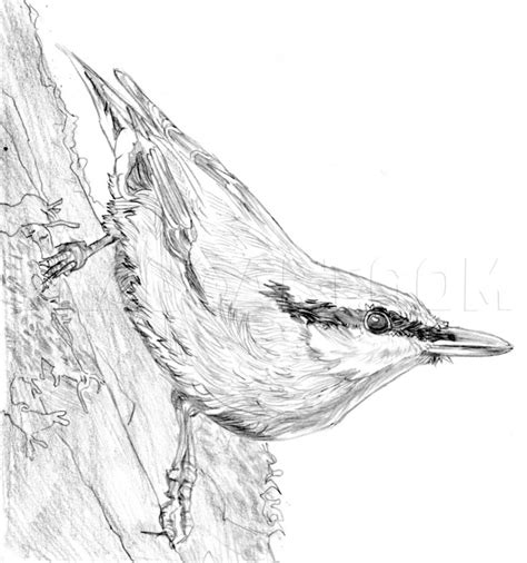 Bird Sketching Tutorial Step By Step Guide