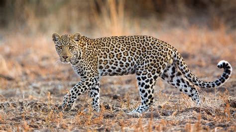 Leopard Wallpapers Top Free Leopard Backgrounds Wallpaperaccess