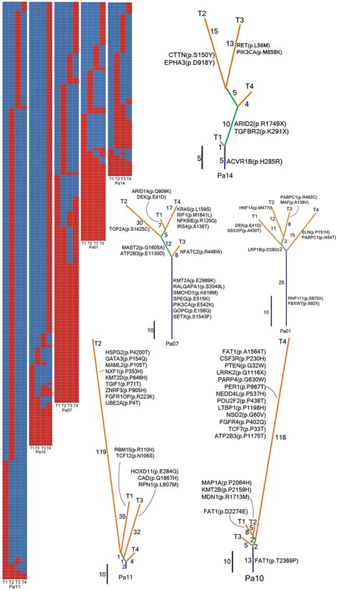 Heatmap Of Single Nucleotide Variants Distribution And Phylogenetic Download Scientific Diagram