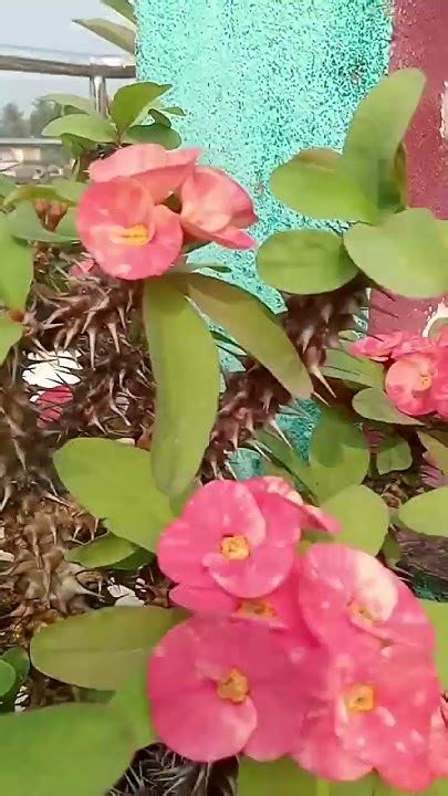 ফুল গাছটি কার কার ভালো লাগে দেখি Youtube