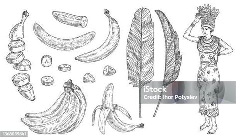 바나나로 설정합니다 전체 절반 껍질을 벗기고 껍질을 벗기지 않은 과일 빈티지 벡터 인그레이빙 가까운에 대한 스톡 벡터 아트 및 기타 이미지 Istock