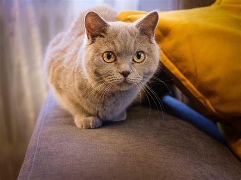 15 Things You Probably Didnt Know About Lilac Tortoiseshell Cats