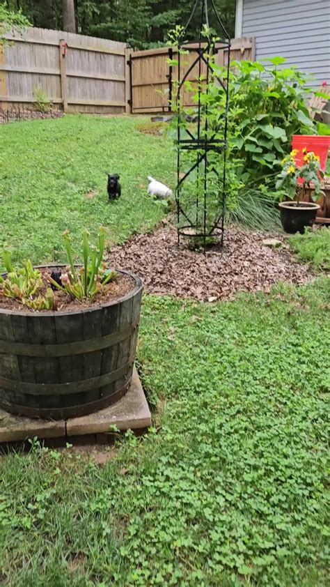 We Interrupt Your Doomscroll For 17 Seconds Of Puppies Playing Album On Imgur