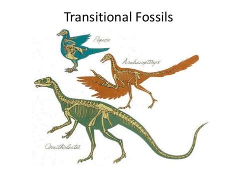 Transitional Fossils