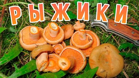 ГРИБНАЯ ОХОТА - Лучше рыжиков могут быть только рыжики! - YouTube