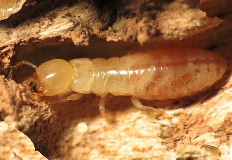 Do Termites Bite Human Skin What To Do To Treat Or Prevent