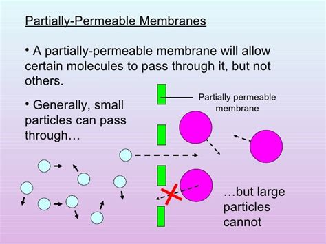 Diffusion And Osmosis