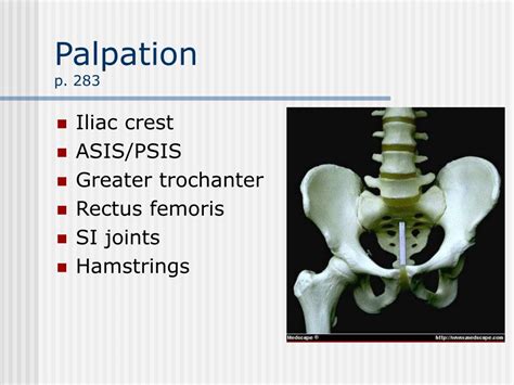 Ppt Pelvis And Thigh Injuries Powerpoint Presentation Free Download