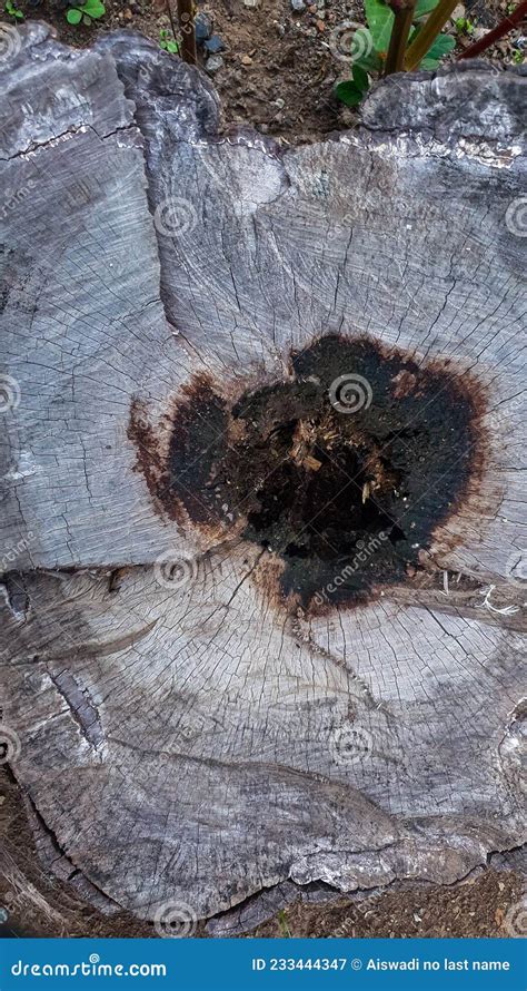 árbol De Coco Talado Imagen De Archivo Imagen De Insecto 233444347