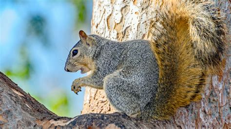 Classic Squirrel Rsquirrels