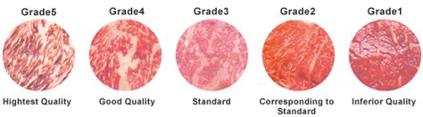 Understanding Meat