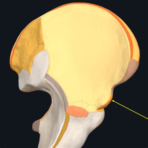 Anatomy Lab Exam 2 Flashcards Quizlet