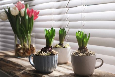 Celebrate Easter With Bulbs Laidback Gardener
