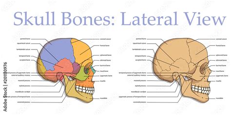 Plakát Medical Education Chart Of Biology For Human Skull Diagram