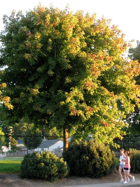 Sensation Box Elder J Frank Schmidt And Son Co