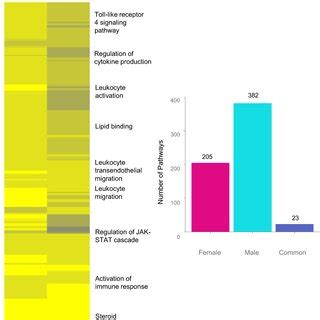 Expression Levels Of Genes In Dysregulated Pathways Unique To Female Download Scientific