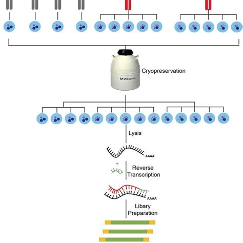 Overview Of The ScRNA Seq Experimental Design Download Scientific Diagram