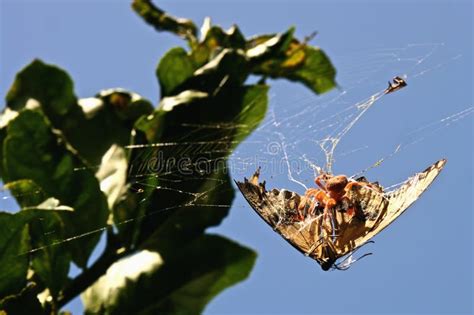 Aranha Em Uma Borboleta Imagem De Stock Imagem De Jardim 11676709