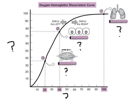 Oxygen Hemoglobin Dissociation Curve Flashcards Quizlet