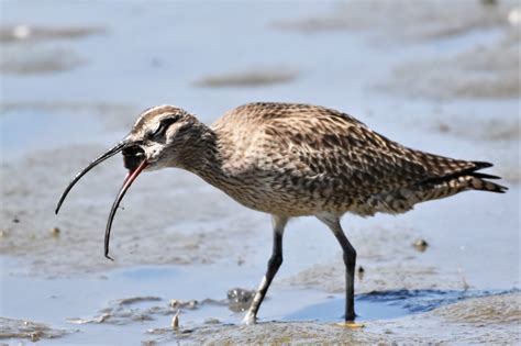 チュウシャクシギ 2021 05 03 日本の野鳥識別図鑑