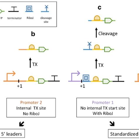 Dnl Response Of Segmented Dac For 1000 Iterations Download