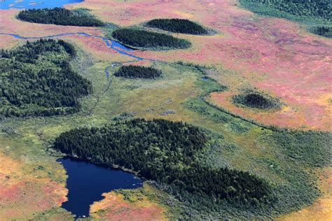 Nova Scotia Is Racing To Protect Its Fragile Moose Sex Corridor Macleans Ca