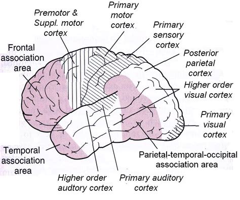 Bio Geo Nerd Brain Anatomy And Functions